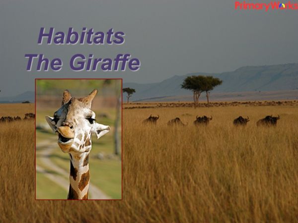 Habitats, Savanna PowerPoint for KS1 & KS2 children to teach about ...
