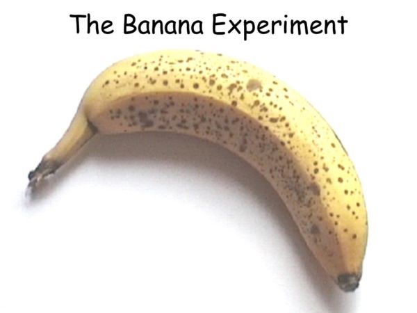 PowerPoint KS2 micro organisms primary science unit for children on ...