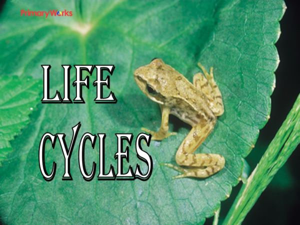 Life Cycle of Frog PowerPoint Ks1 & KS2 life cycle of frog primary ...