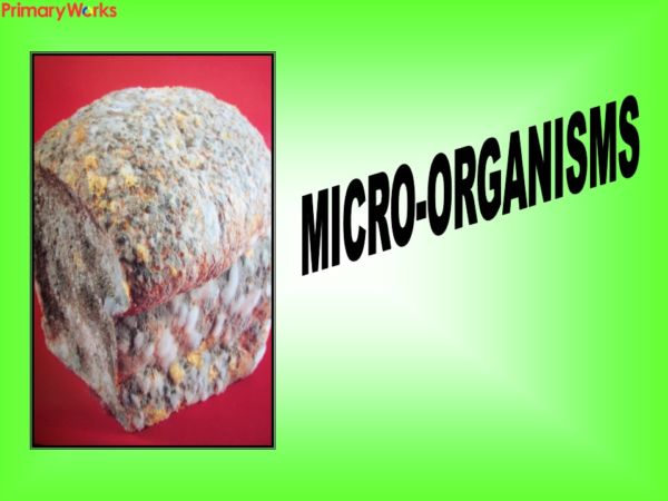 Science PowerPoint KS2 | Download for KS2 Micro-Organisms Year 6 ...
