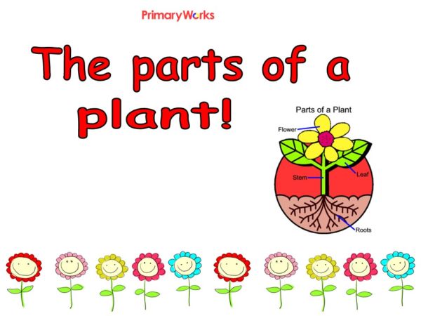 PowerPoint KS1 plants for ks1, learn about plants primary science unit ...