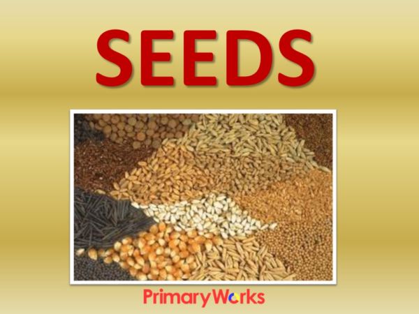 Seed PowerPoint to download | teach science life and living processes ...