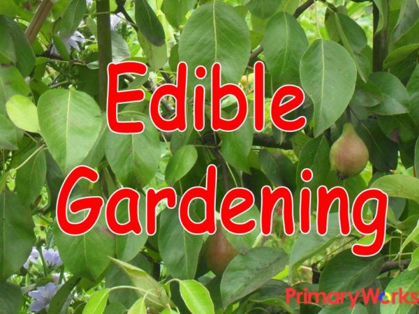 Edible Gardening PowerPoint for primary kids learn to garden and which ...