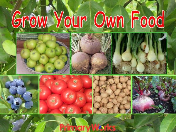 Grow your own Food PowerPoint for primary kids learn to garden and ...