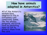 Download PowerPoint KS2 children Antarctica habitat geography topic ...