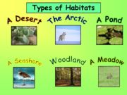 Habitats PowerPoint for KS2 & KS1 children for a habitats geography or ...