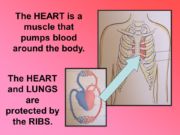 Pulse Rates PowerPoint for teaching Pulse Rates science Keeping Healthy ...