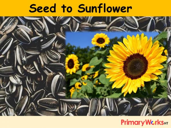 Seed to Sunflower - Life Cycle of a sunflower PowerPoint for teaching ...