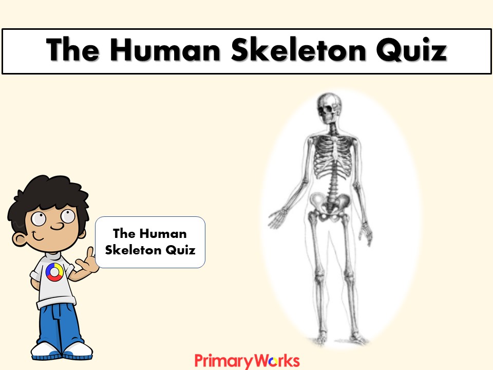 Human Skeleton Quiz For KS2 Science Assessment Of Animals Including Human Skeleton Quiz For KS2 Science Assessment Of Animals Including
